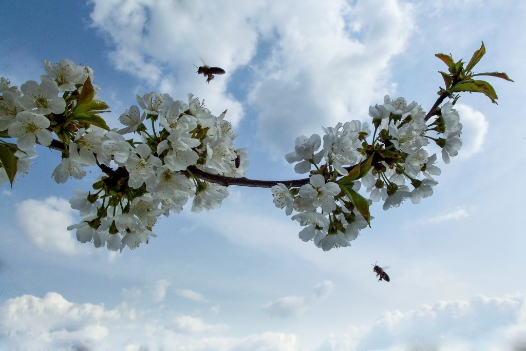 FOTO Proljeće u zraku: Priroda se probudila, zuje pčele i krekeću ...