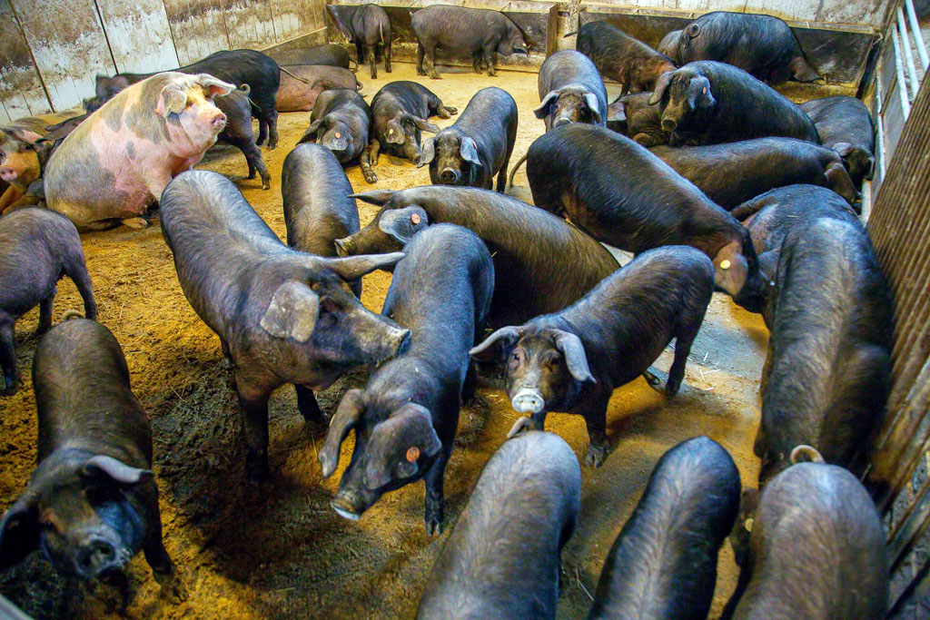 FOTO Crne slavonske svinje traže svoje mjesto pod suncem - Kronike ...