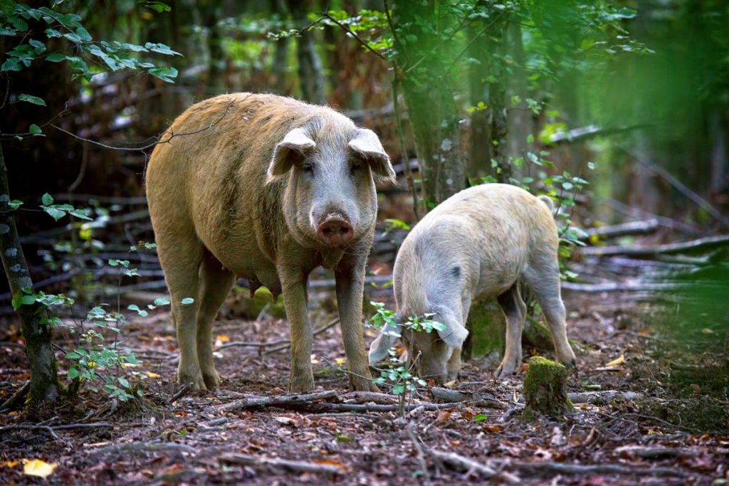 Kratka povijest turopoljske svinje - Kronike Velike Gorice