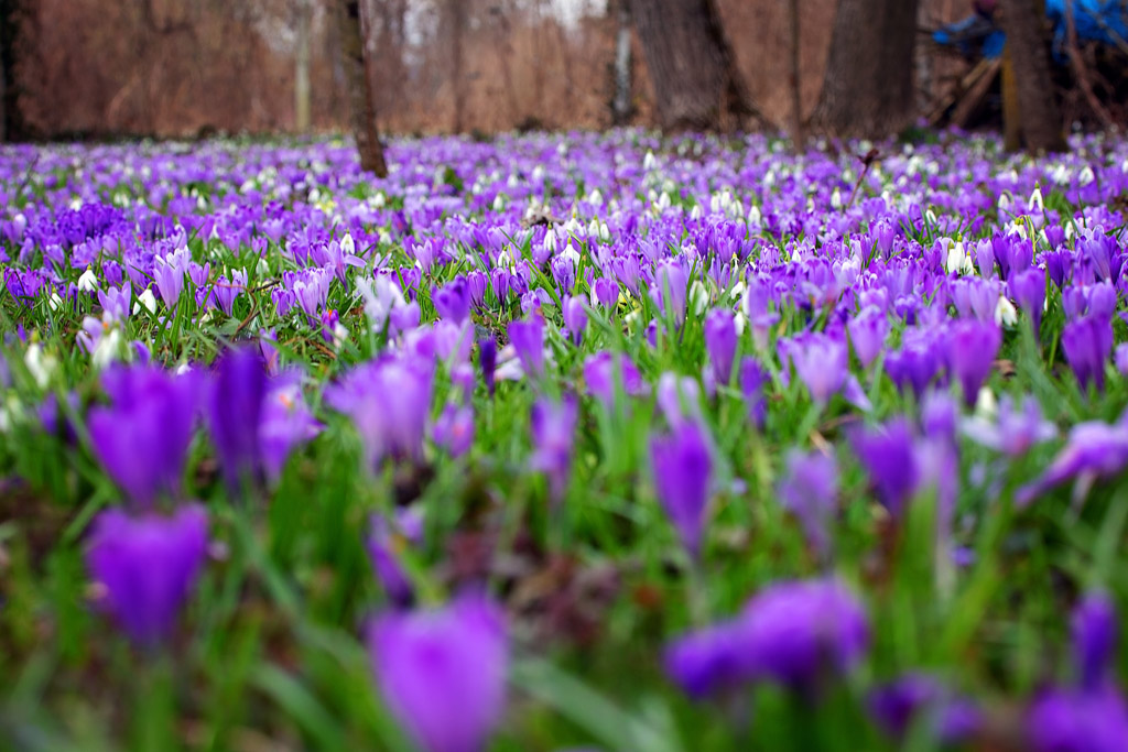 Vijesnici proljeća zaštićene su vrste o kojima postoji mnogo priča i ...
