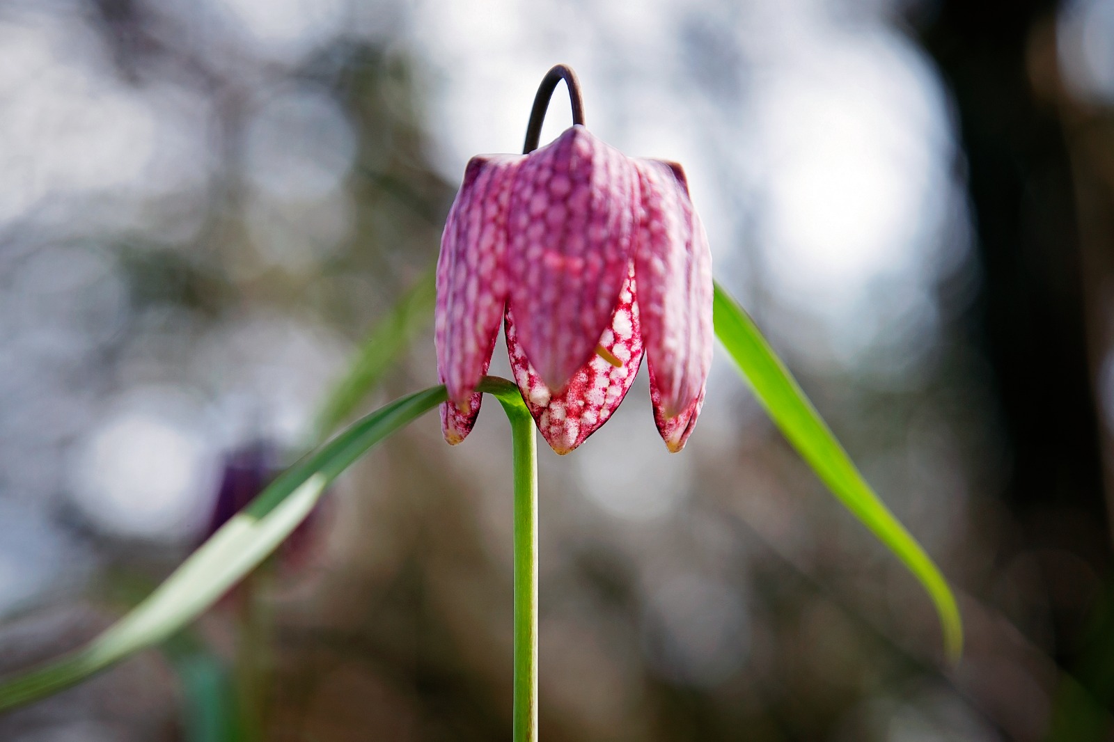 Kockavica: Cvate u ožujku i travnju, a naiđete li na ovu biljku – ne ...